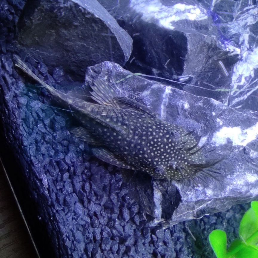 Пара анциструсов