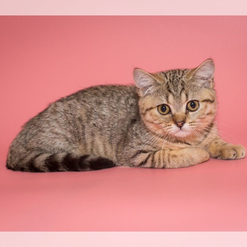 Британские котята золотая шиншилла