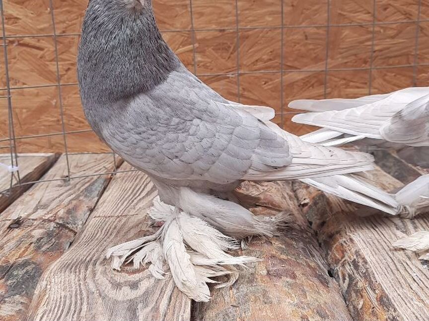 Голуби северокавказкие малоносые