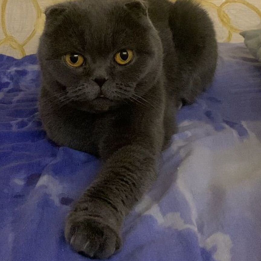 Шотландская вислоухая длинношёрстная кошка, взрослая