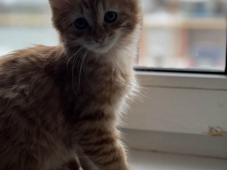 Котенок без породы, от крысоловки