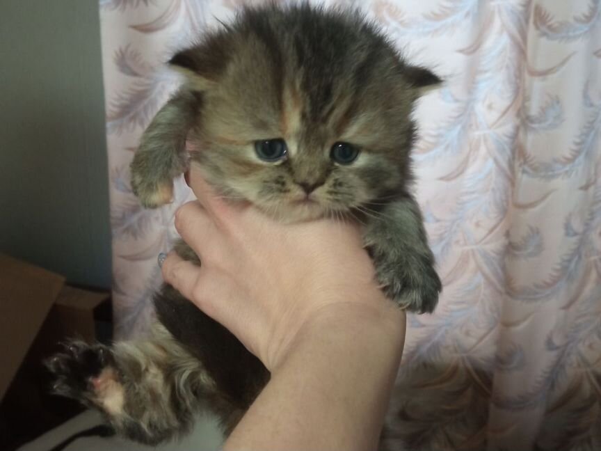 Шотландская черепаховая килт-страйт