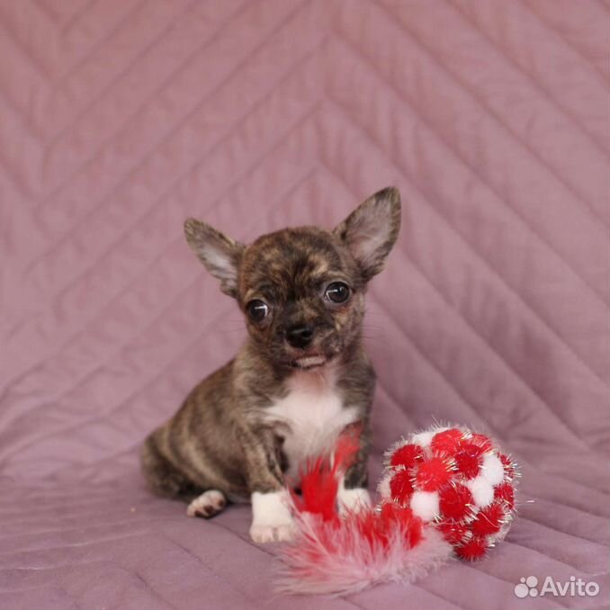 Чихуахуа девочка очень редкого окраса
