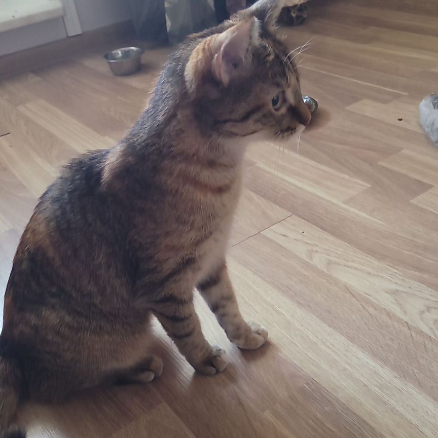 Кошка