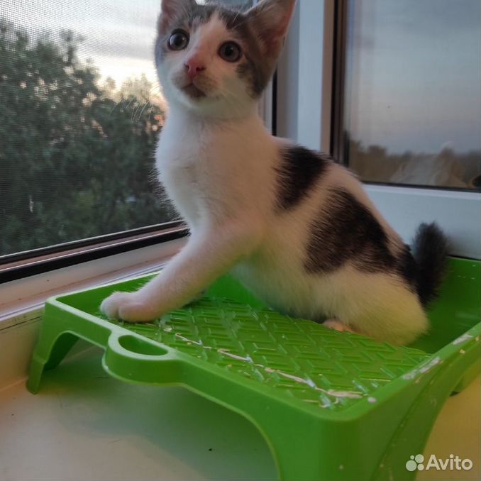 Два малыша мурзики замурзики мурчалки