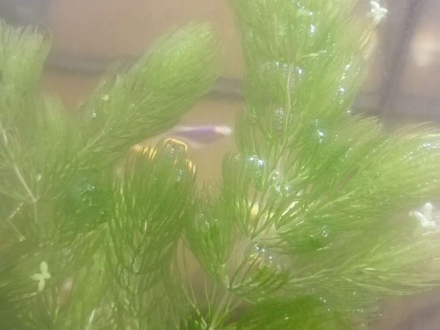 Продам аквариумные растения и улитки