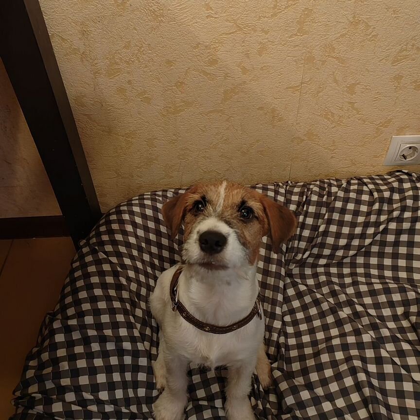 Щенок джек рассел терьер