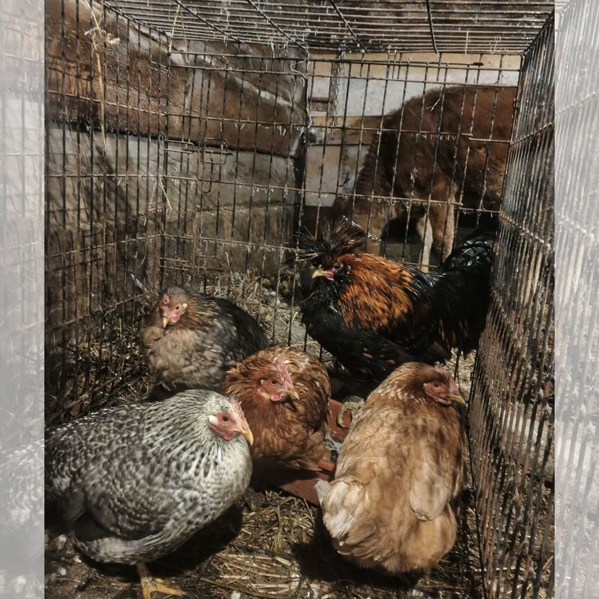 Куры несушки