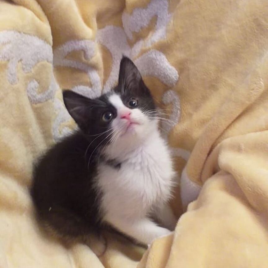 Котята ищут добрые ручки