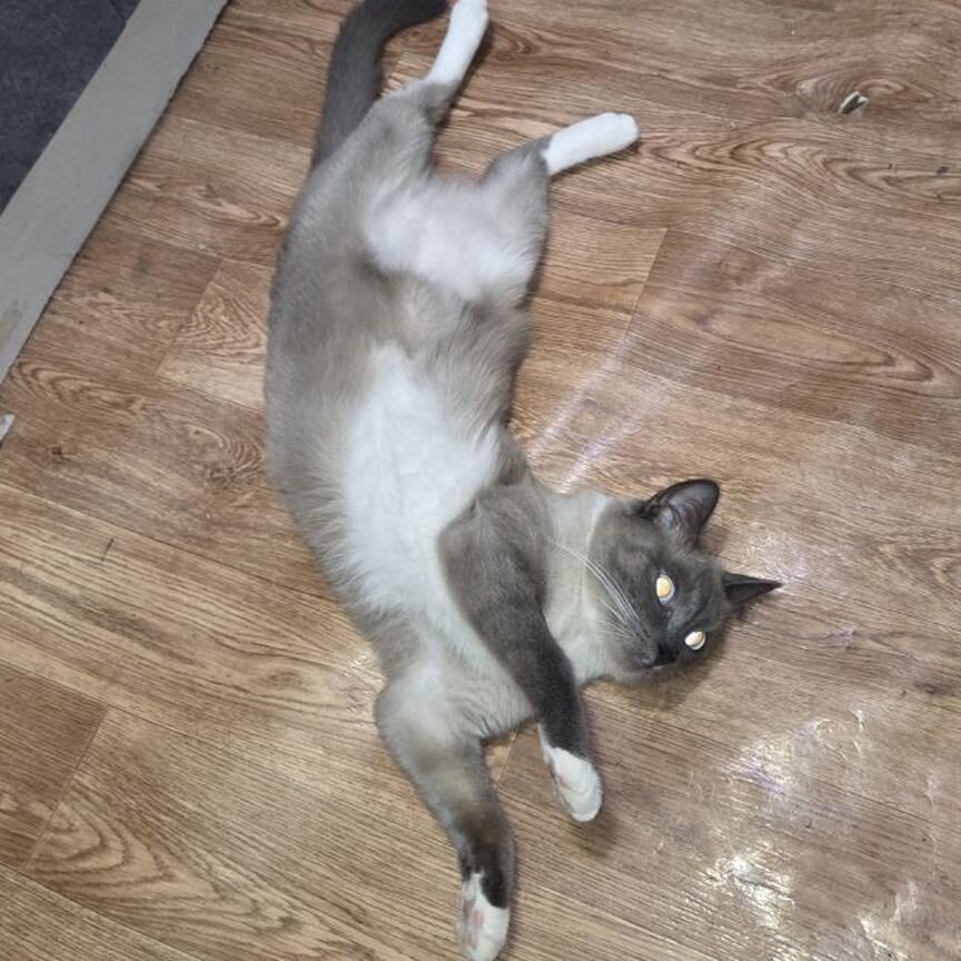 Котик в добрые руки