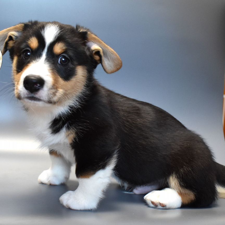 Вельш Корги Кардиган, щенок