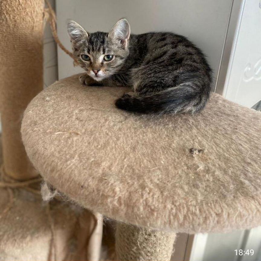 Котенок девочка шпротик