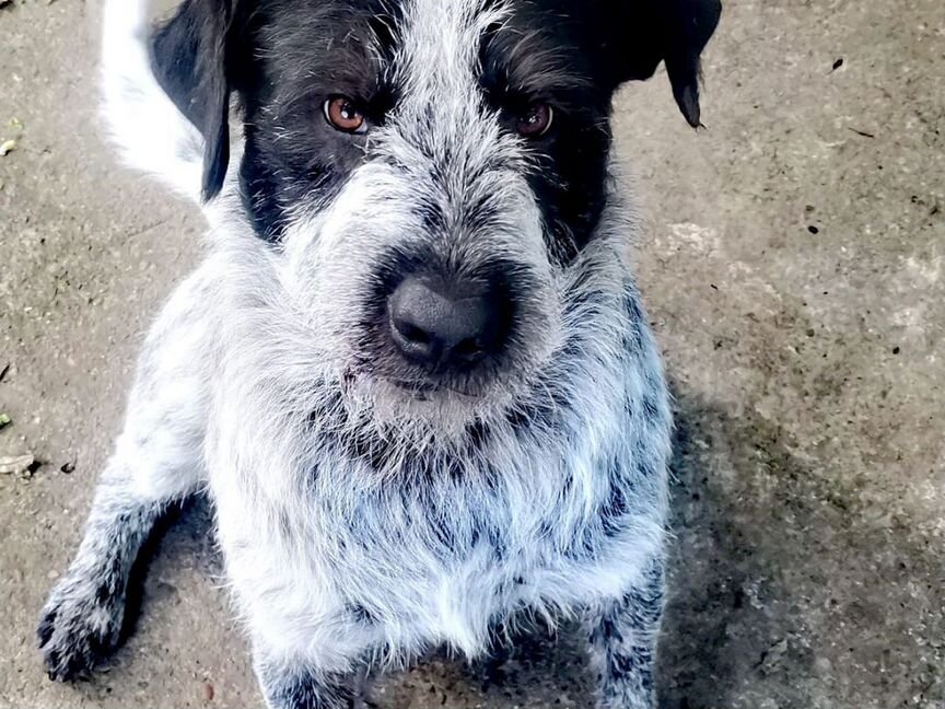 Собака в добрые руки