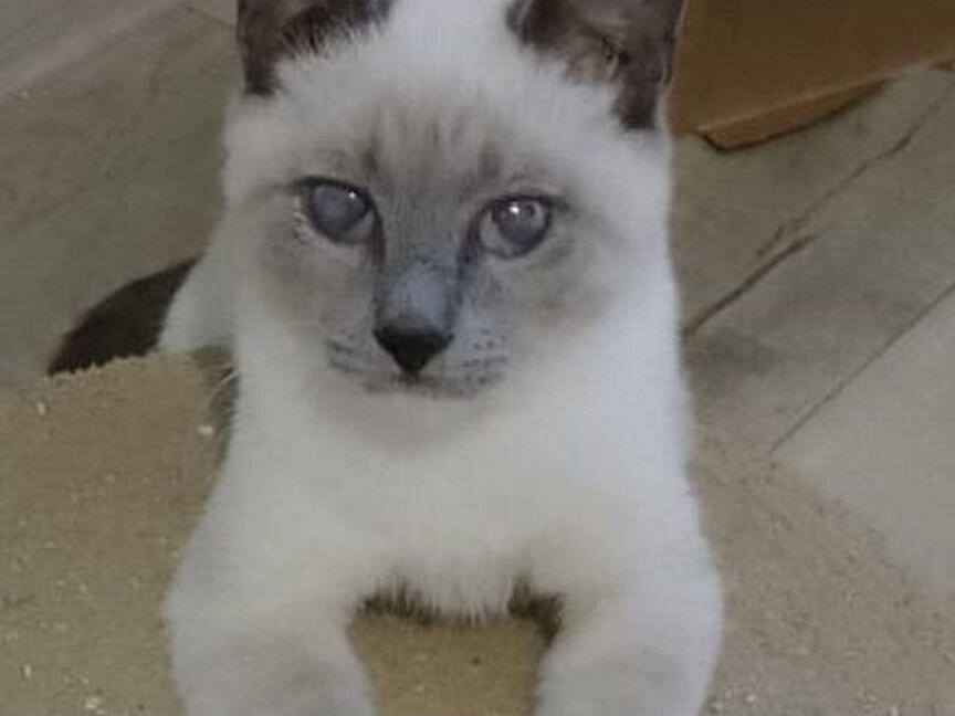 Особенный тайский котенок Фома 5 месяцев в дар