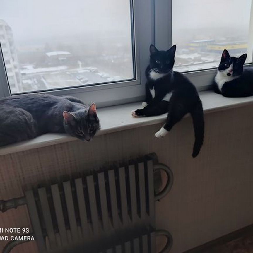 Котики бесплатно в добрые руки