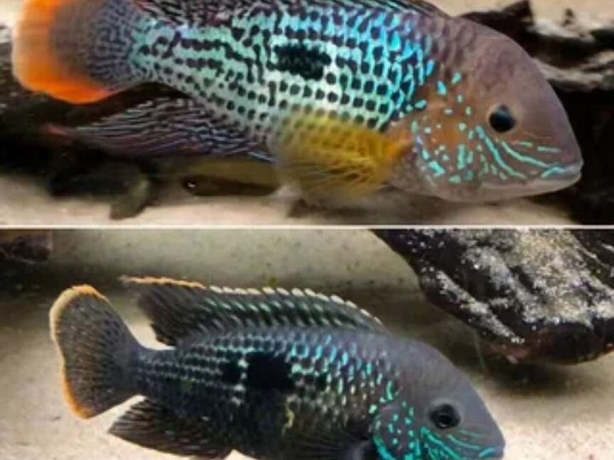 Аквариумные рыбки, цихлиды