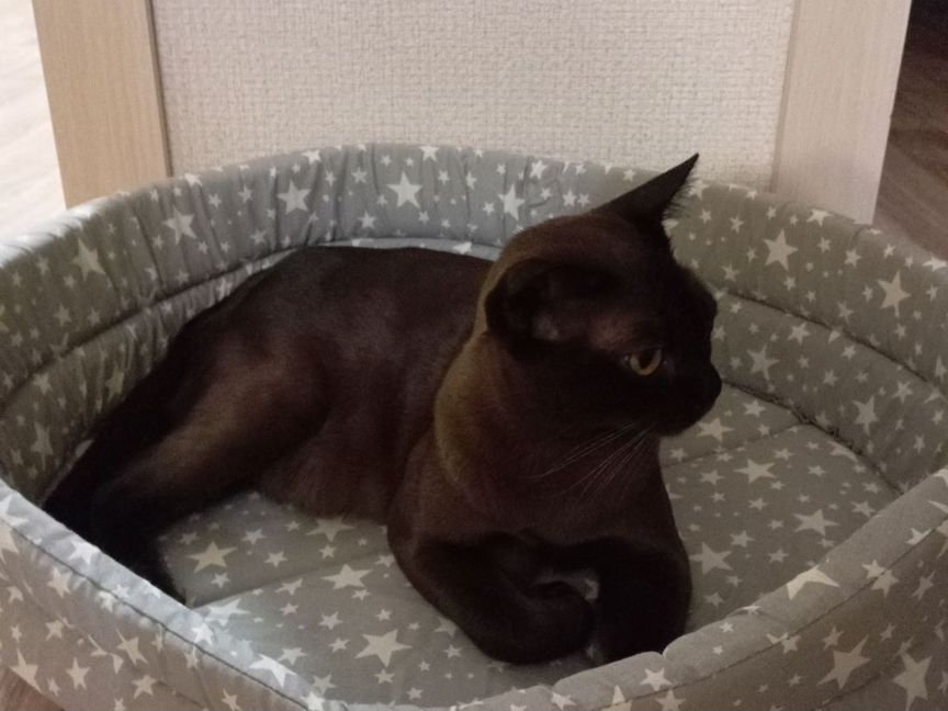 Бурманские котята