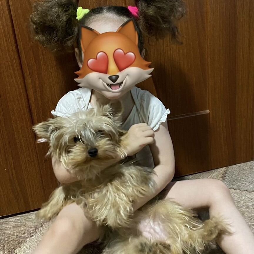 Йоркширский терьер