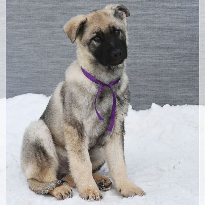 Восточноевропейская овчарка, щенок