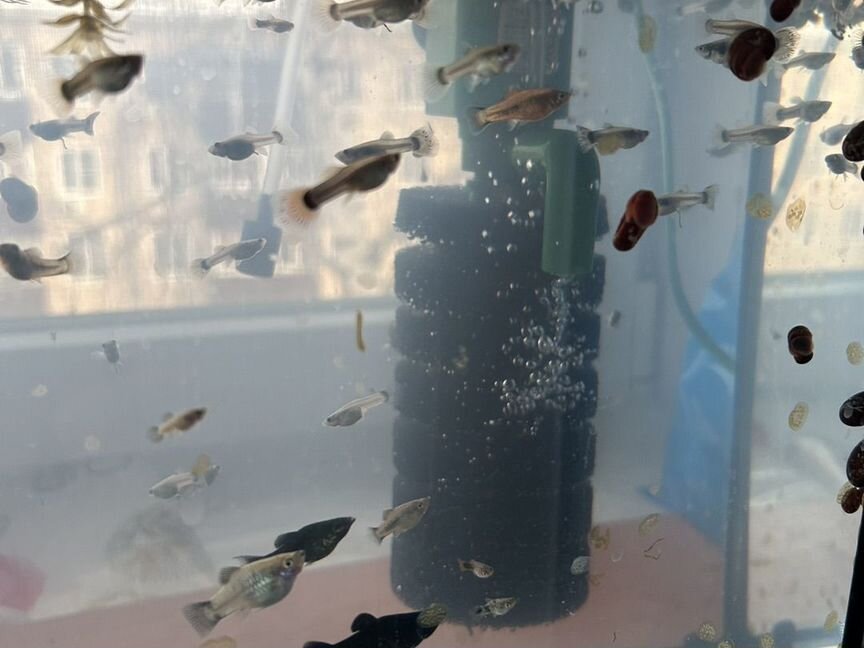 Аквариумные рыбки