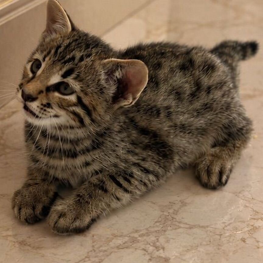 Саванна котёнок