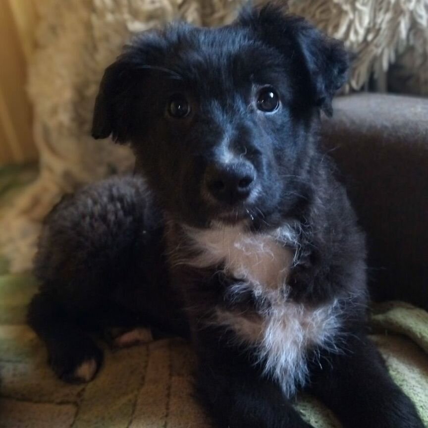 Щенок в добрые руки