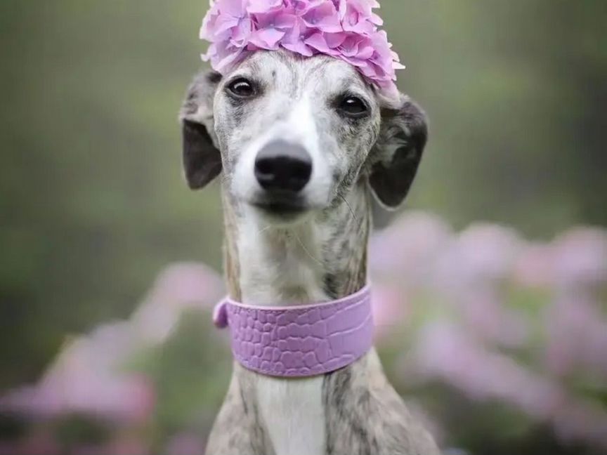 Ошейник greyhound "борзая" для собак (селедка)