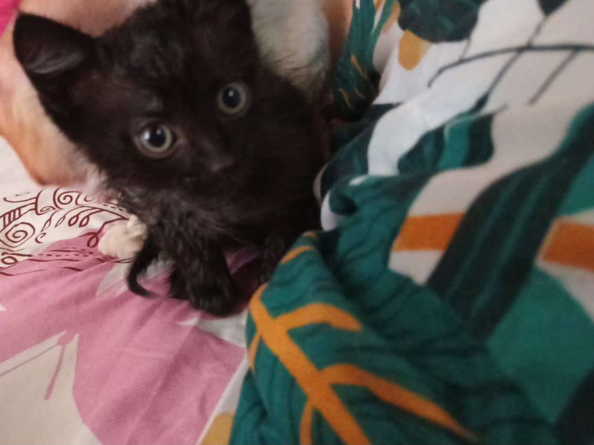 Черный котенок в добрые руки