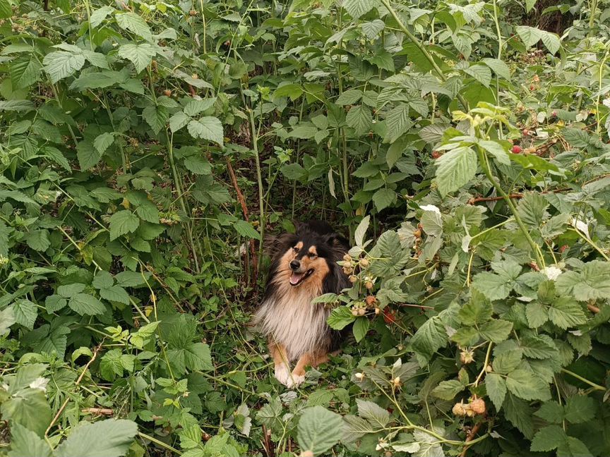 Колли, вязка