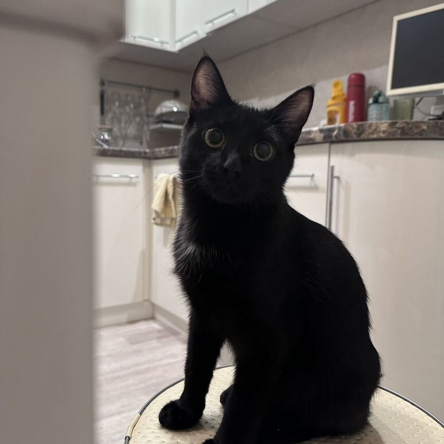 Котенок
