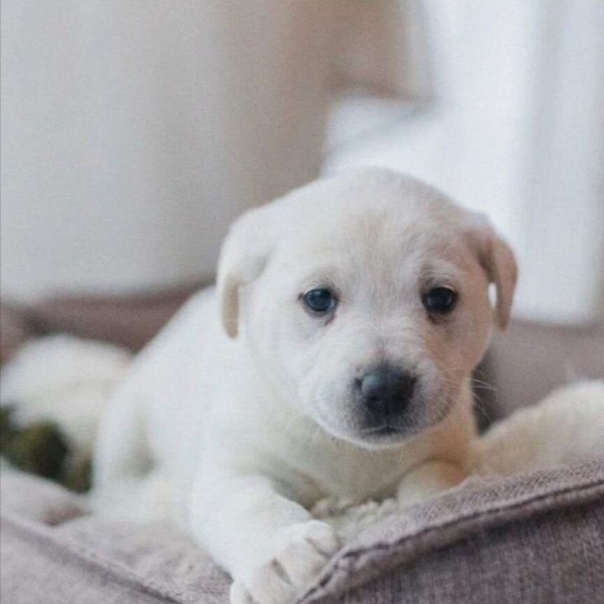 Щенок в добрые руки