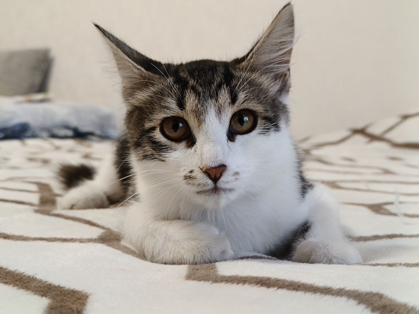 Воспитанный котенок