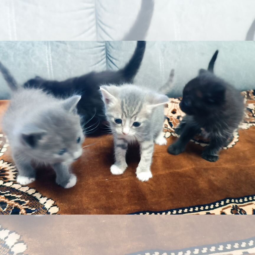 Котёнок в добрые руки
