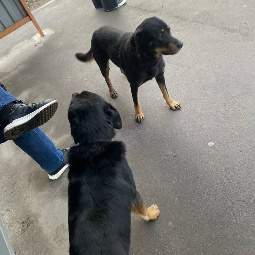 Собака в добрые руки (ховаварт)