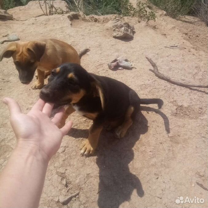 Щенки метисы маленькая порода