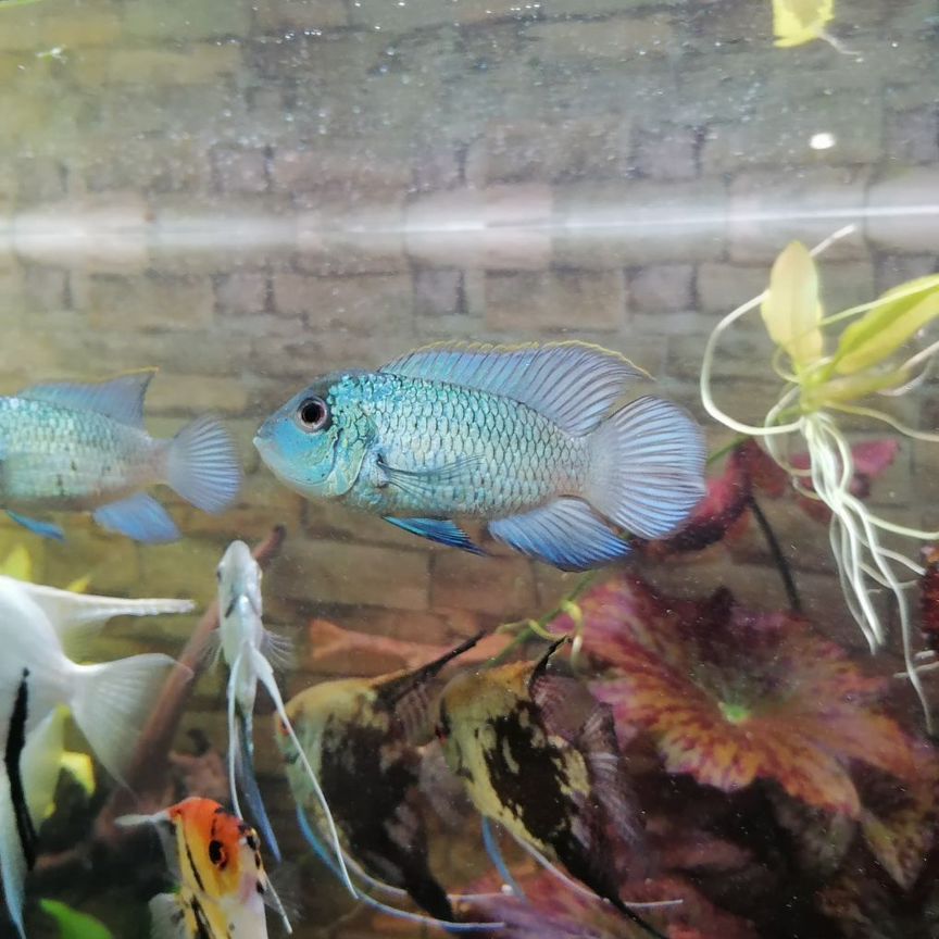 Наннокара неоновая