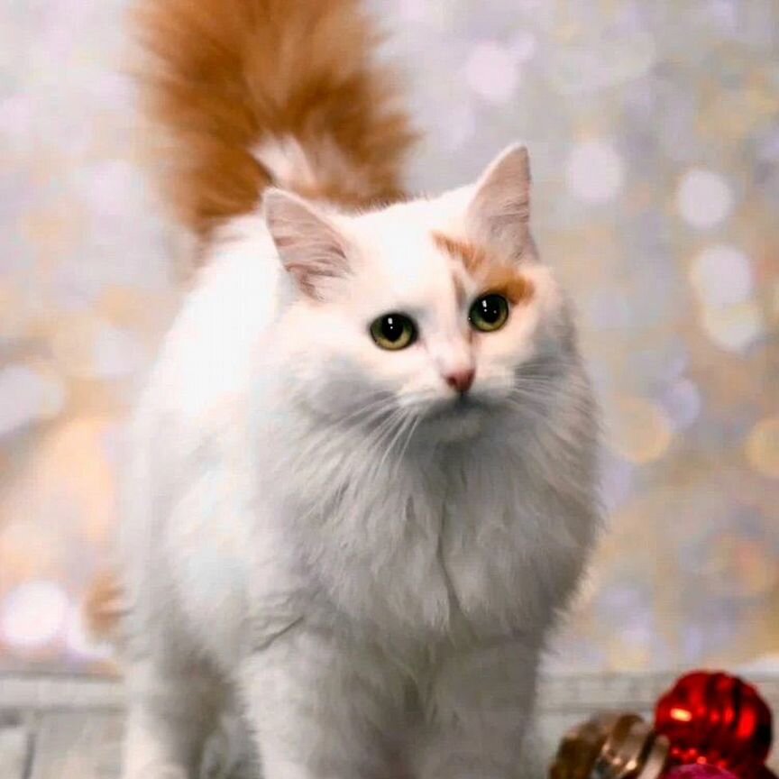 Молодой кот ищет дом