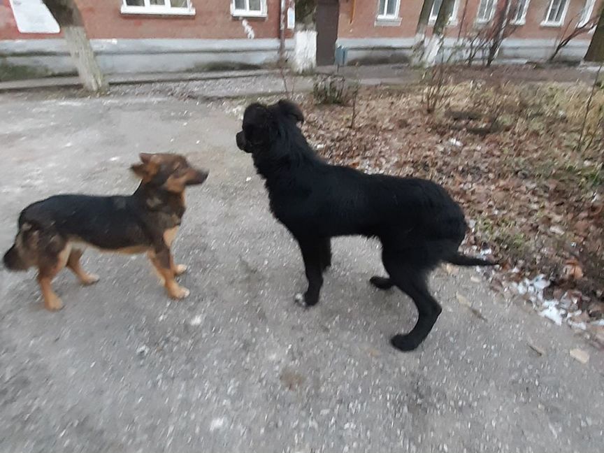 Щенки в добрые руки