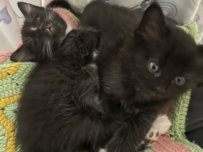 Котята