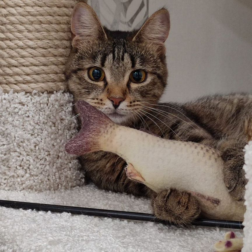 Кошечка Джерен в лучшие руки