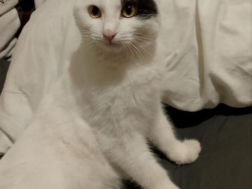Продаю Кота