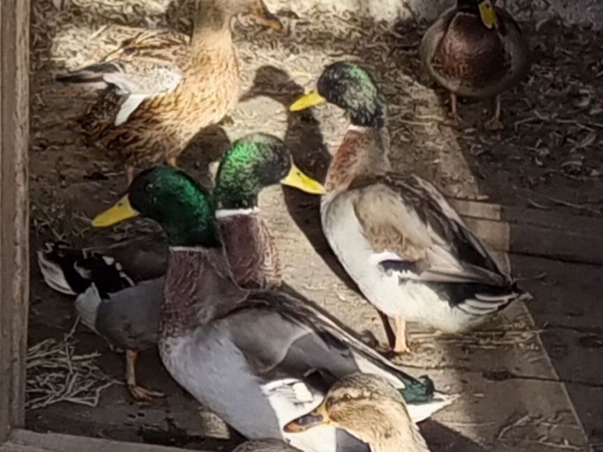 Селезень дикой утки