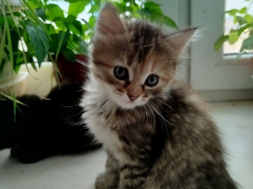 Котенок сибирской кошки