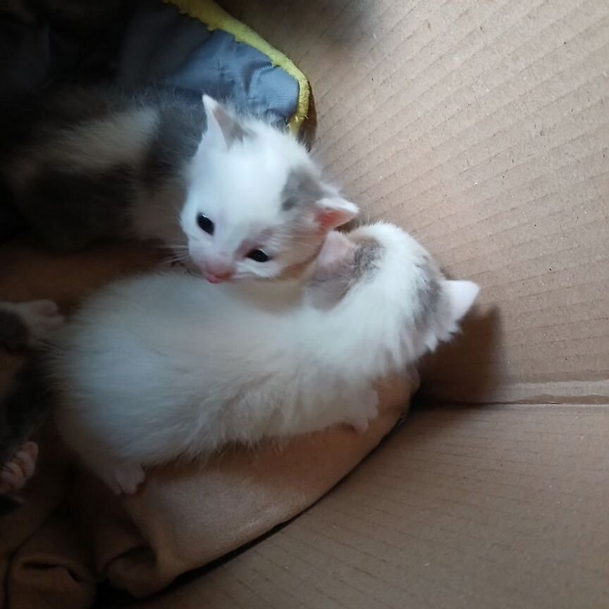 Котята в добрые руки