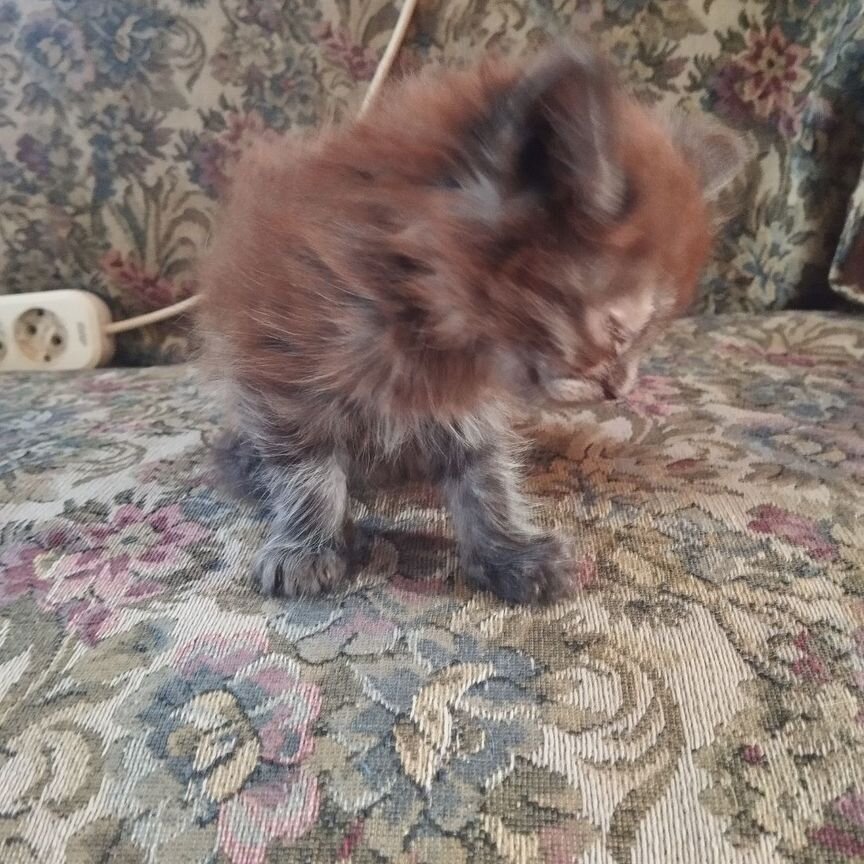 Персидские котята