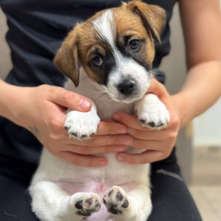 Джек-рассел-терьер, щенок