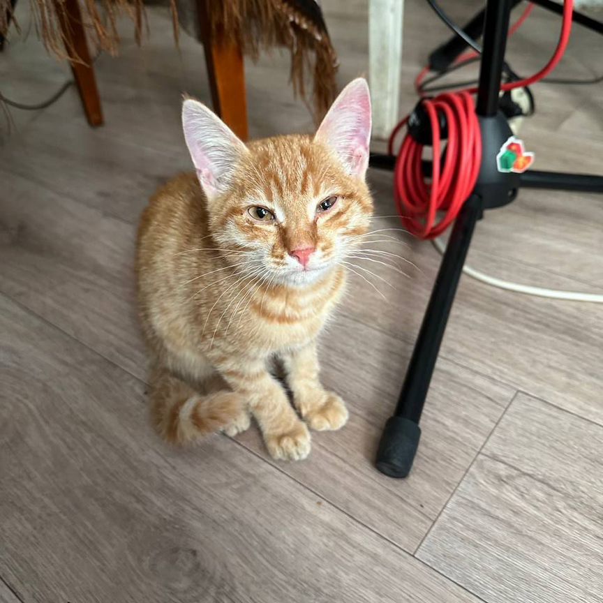 Отдам кота в добрые руки