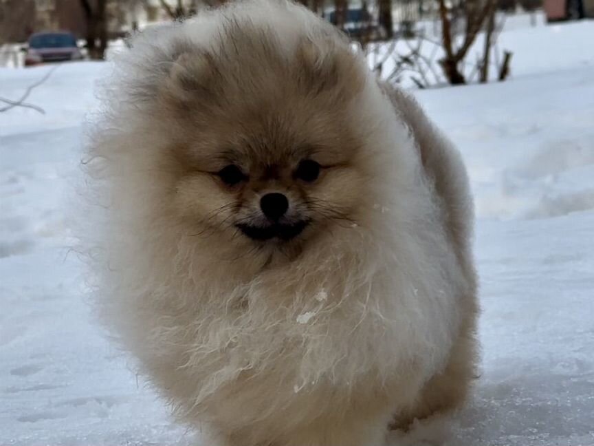 Померанский шпиц мини девочка