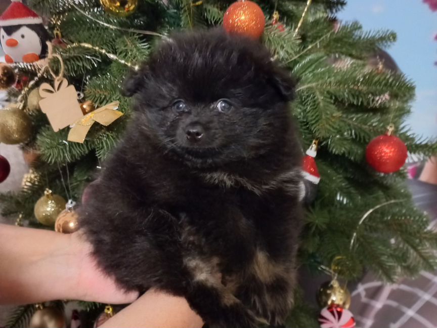 Маленькая собака шпиц