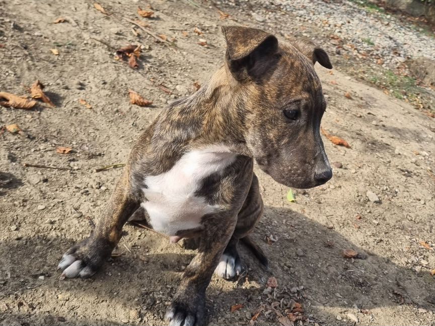 Стаффордширский щенок кобель